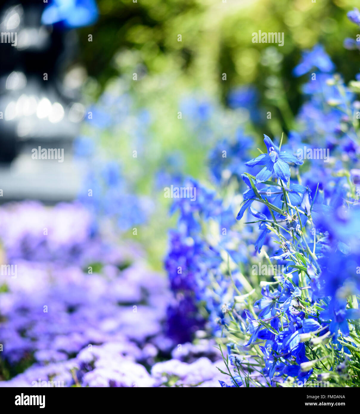 Close up of blue and purple flowers fading to soft focus background ...
