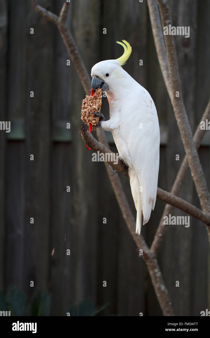 Captive cockatoo hi-res stock photography and images - Alamy