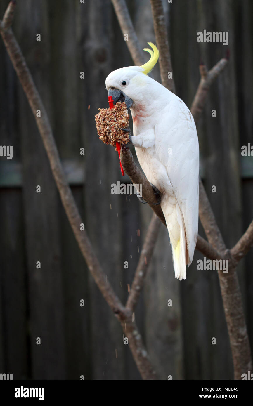 Cockatoo alba indonesia hi-res stock photography and images - Alamy