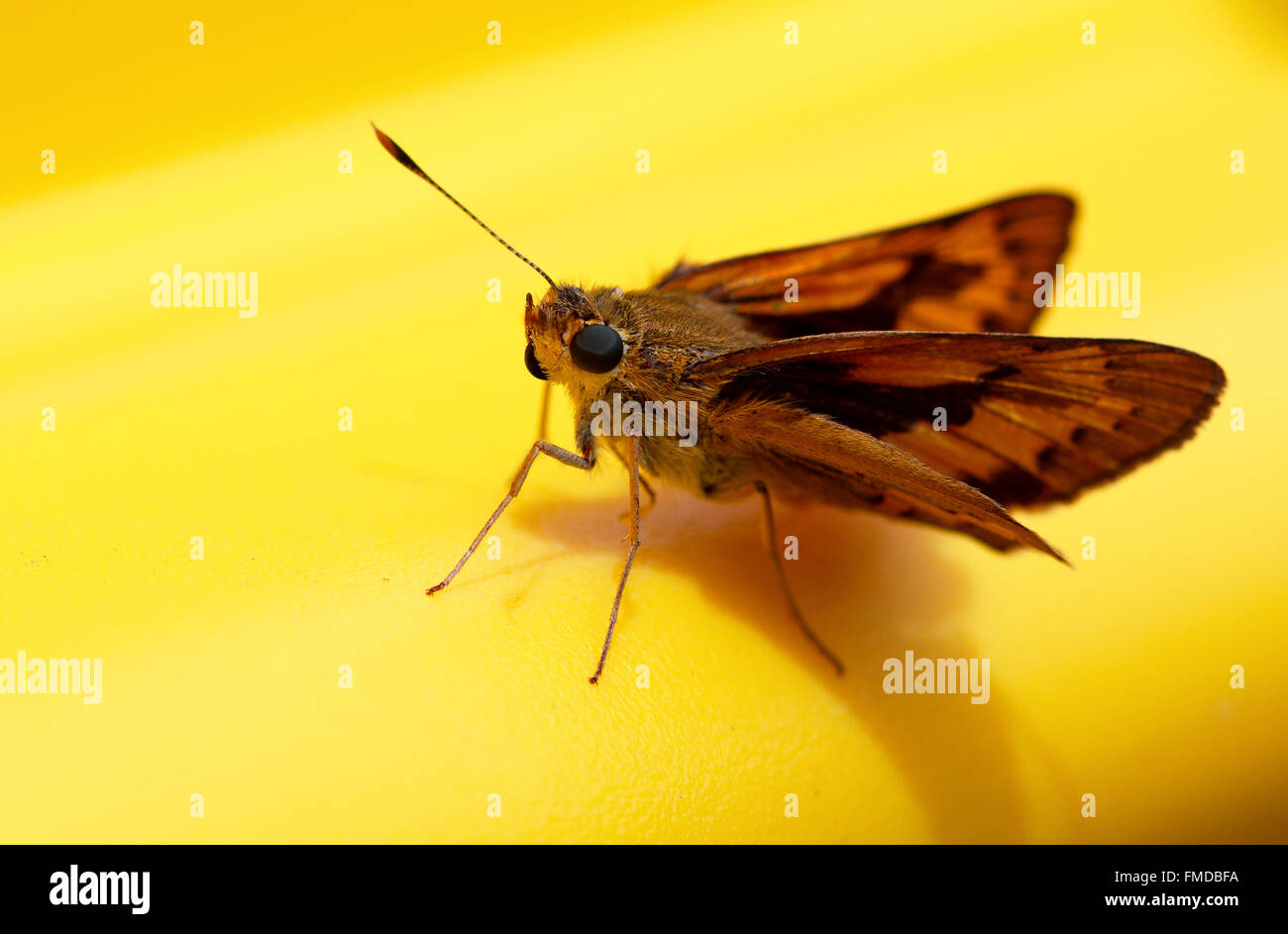 Tiger moths hi-res stock photography and images - Alamy