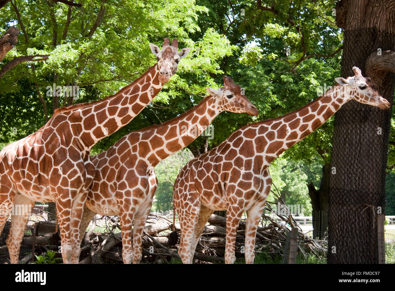 Three Giraffes in a Row Stock Photo - Alamy