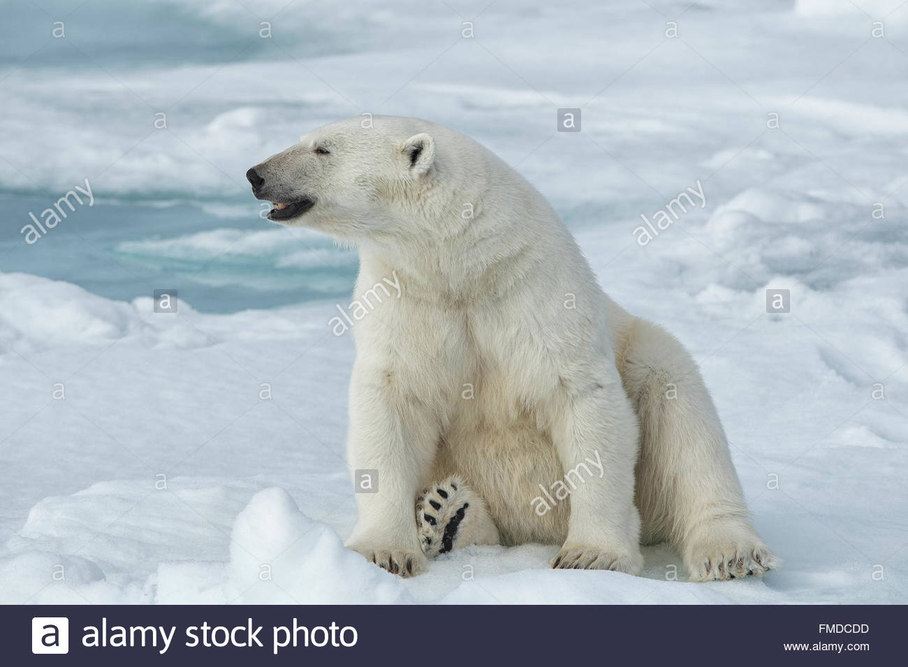 Female Polar Bear Sitting Ice High Resolution Stock Photography and ...
