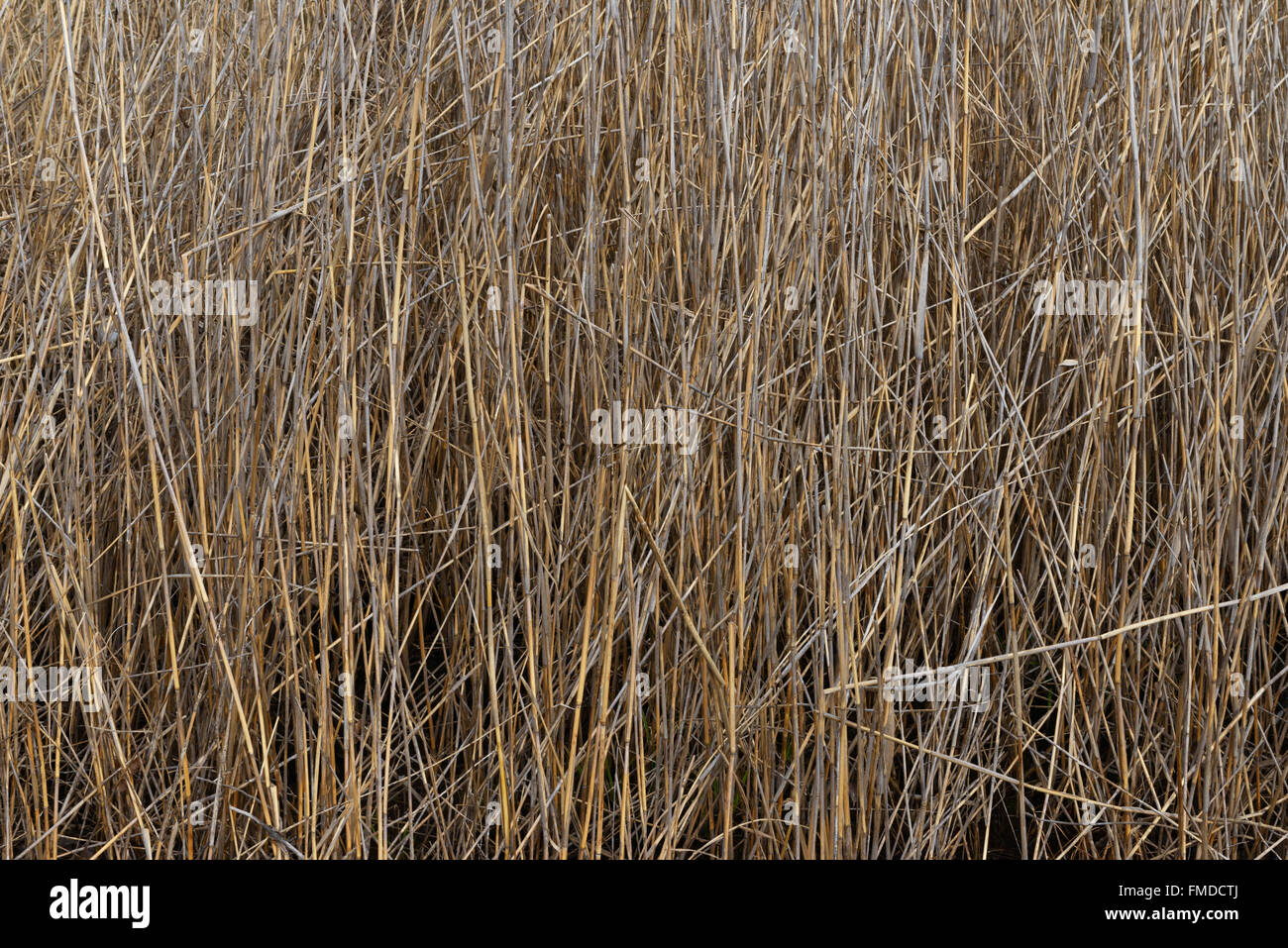Dry thicket of sedge of grey-golden colors is on the river bank as ...