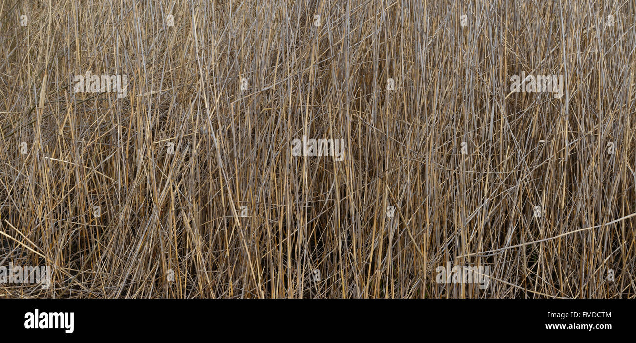 Dry thicket of sedge of grey-golden colors is on the river bank as ...