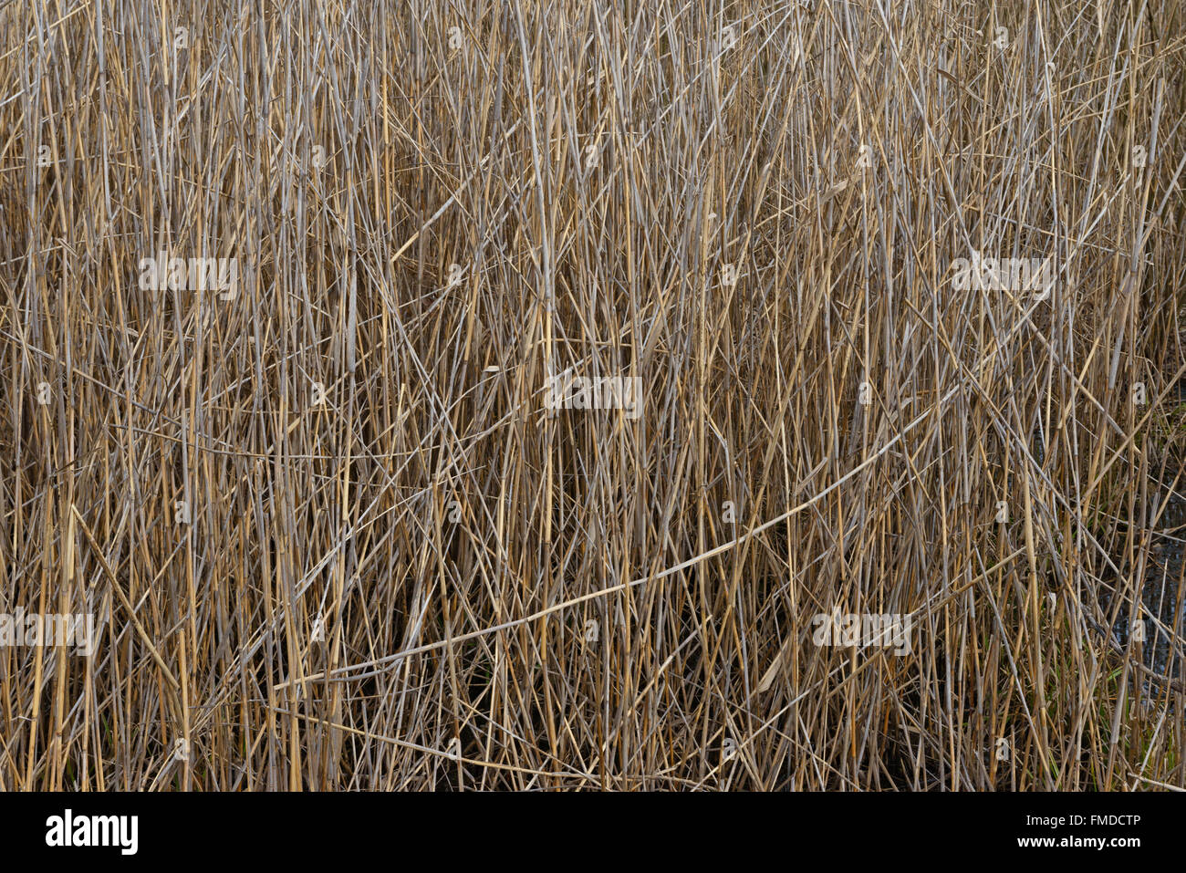 Dry thicket of sedge of grey-golden colors is on the river bank as ...