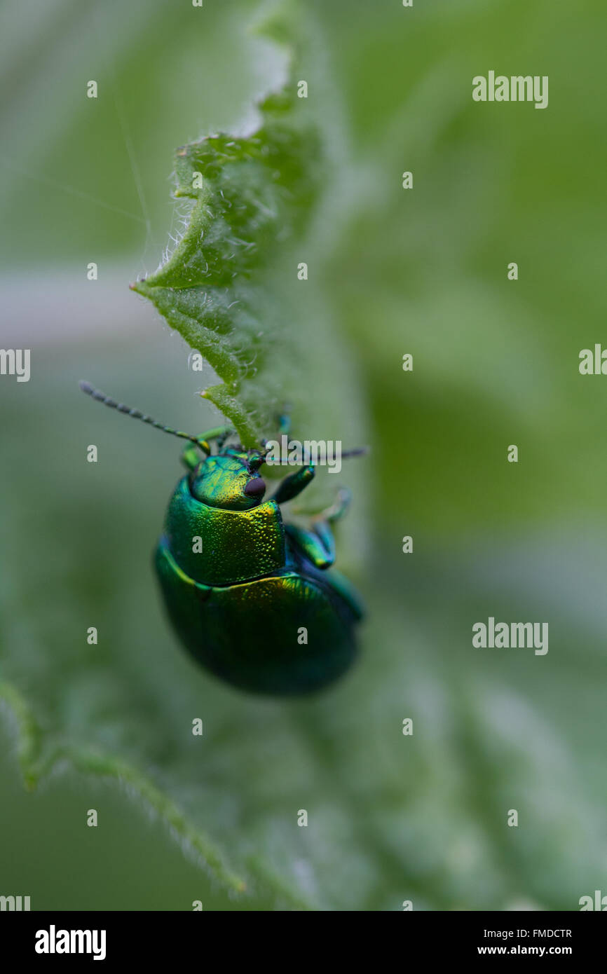 Mint Beetle Chrysolina herbacea feeding Stock Photo - Alamy