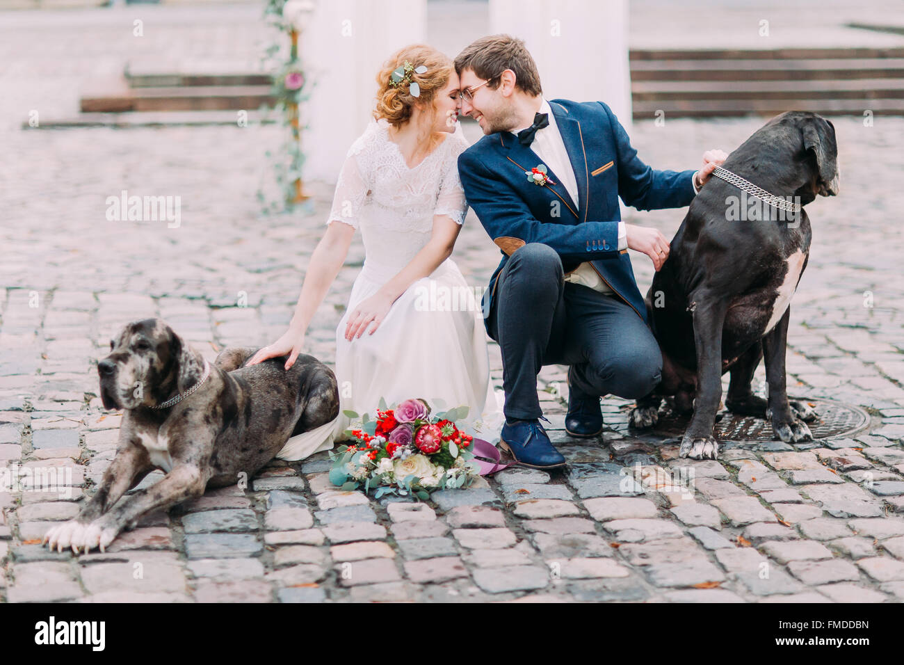 Stylish wedding couple with two purebred dogs softly looking on each ...