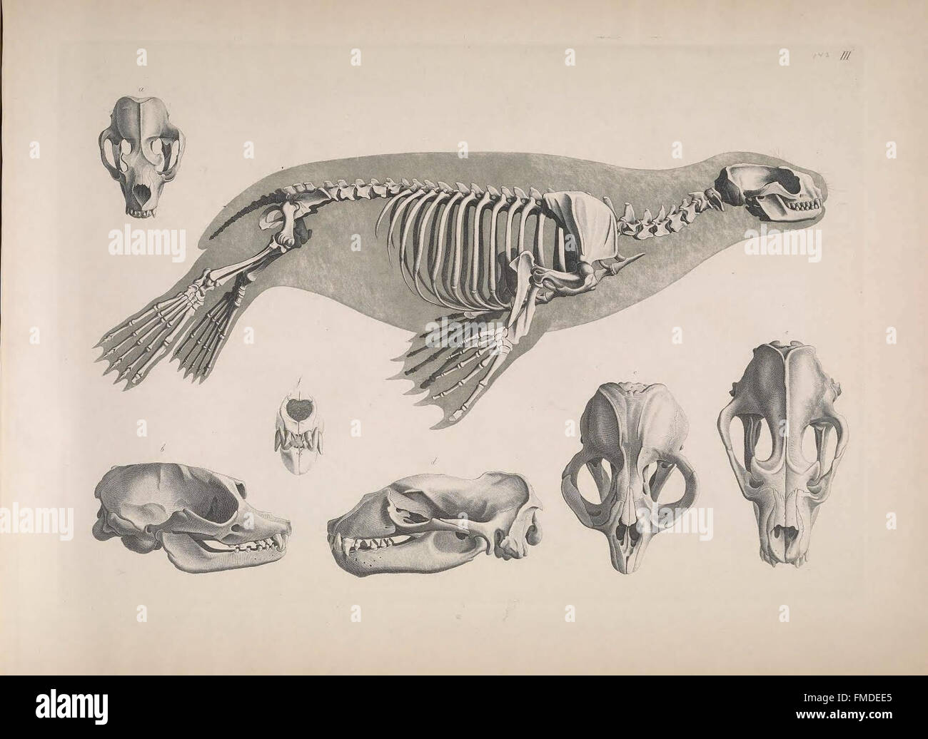 Plate III from 'Die Vergleichende Osteologie' (Comparative Osteology ...