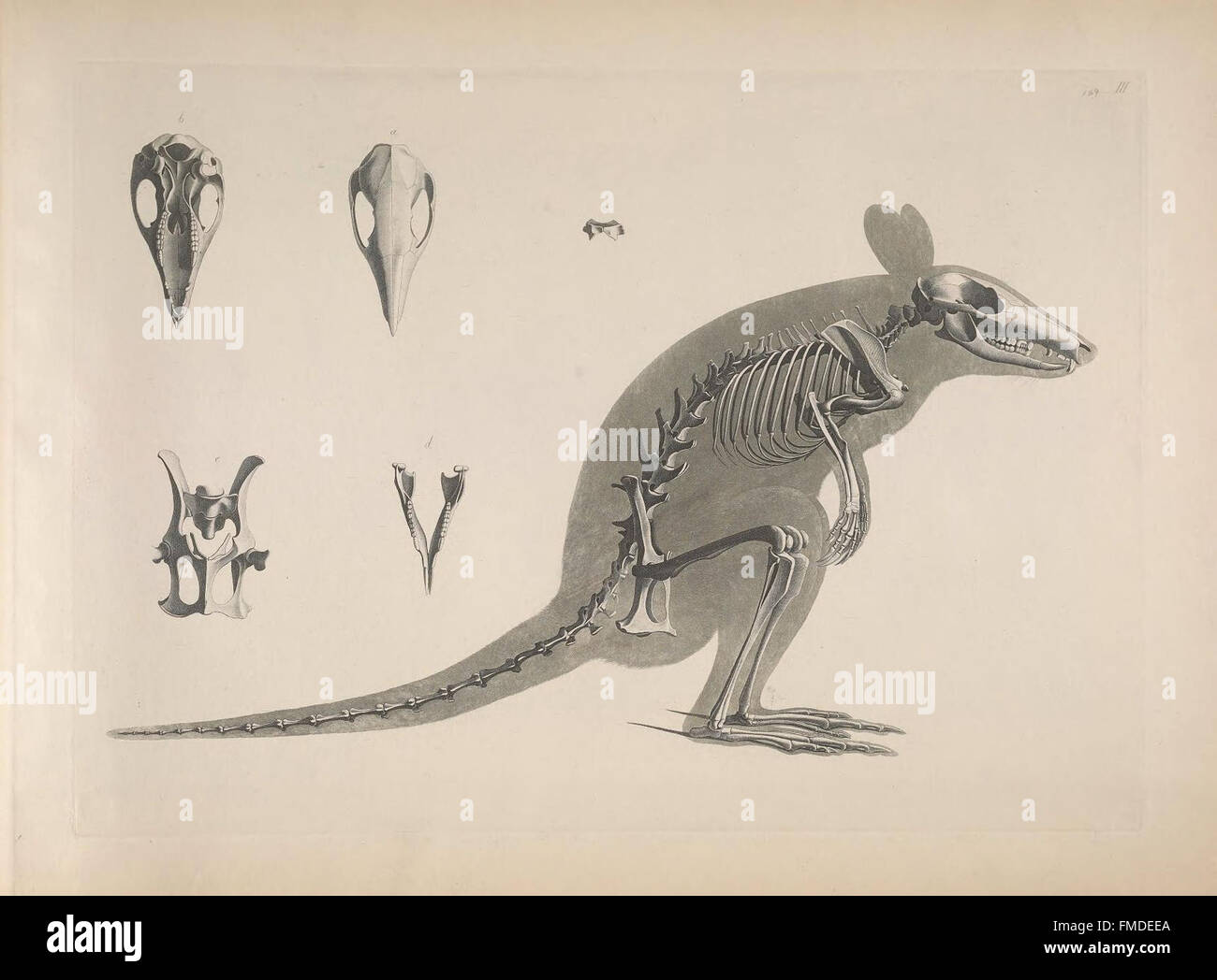 Skeletal structures of different species hi-res stock photography and ...