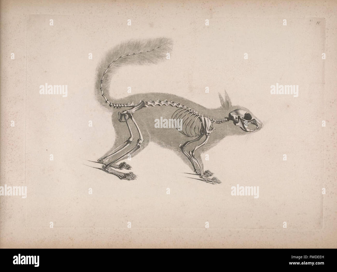 Plate IV from 'Die vergleichende Osteologie,' showcasing comparative ...