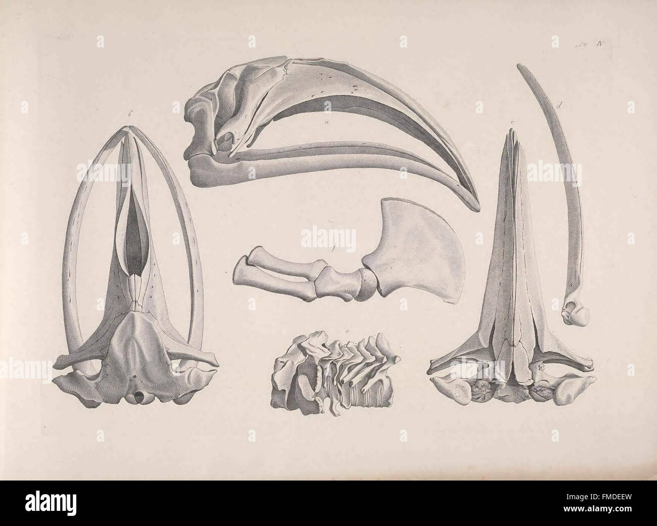 *Die Vergleichende Osteologie* (Comparative Osteology) offers a ...