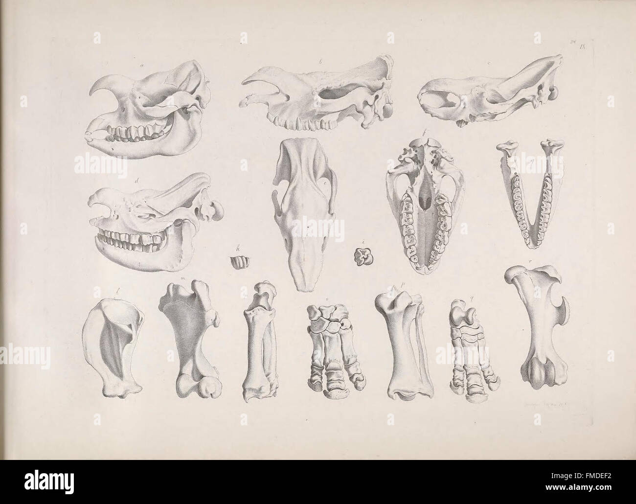 Die vergleichende Osteologie (Comparative Osteology) Plate IX features ...