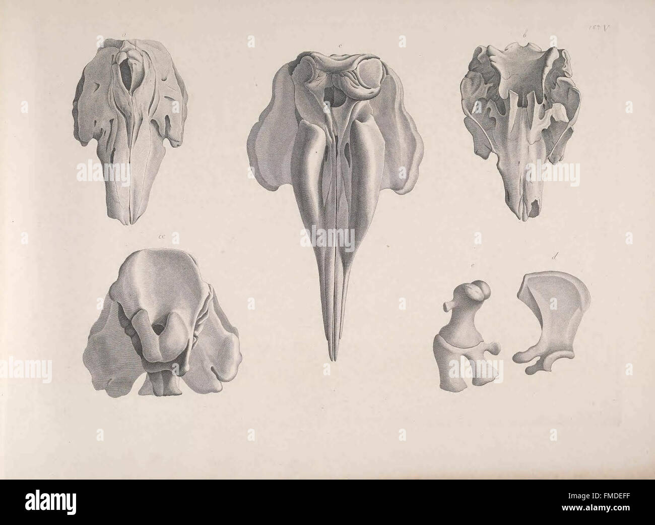 Plate V from 'Die vergleichende Osteologie' (Comparative Osteology ...