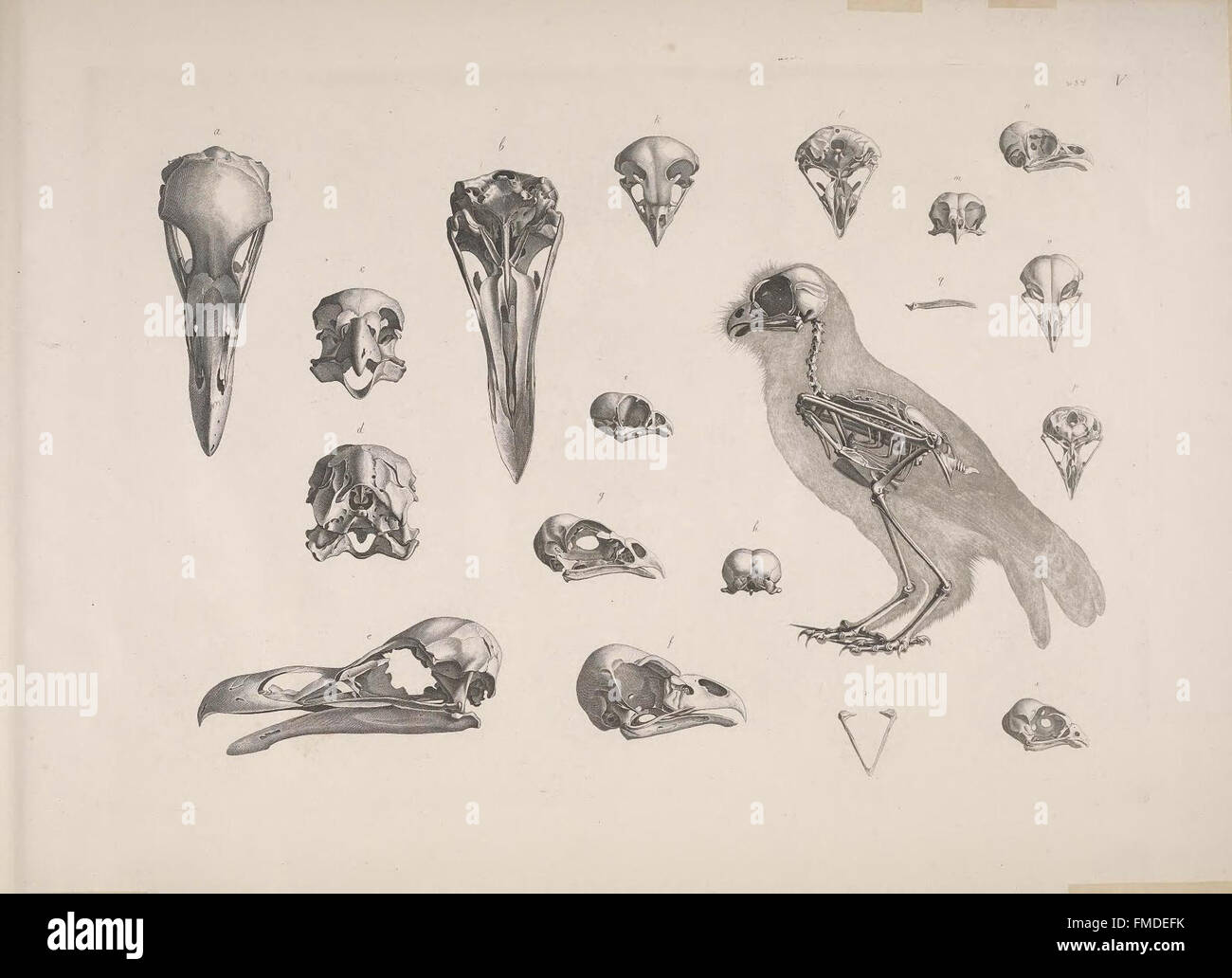 An illustration from *Die vergleichende Osteologie* (Comparative ...