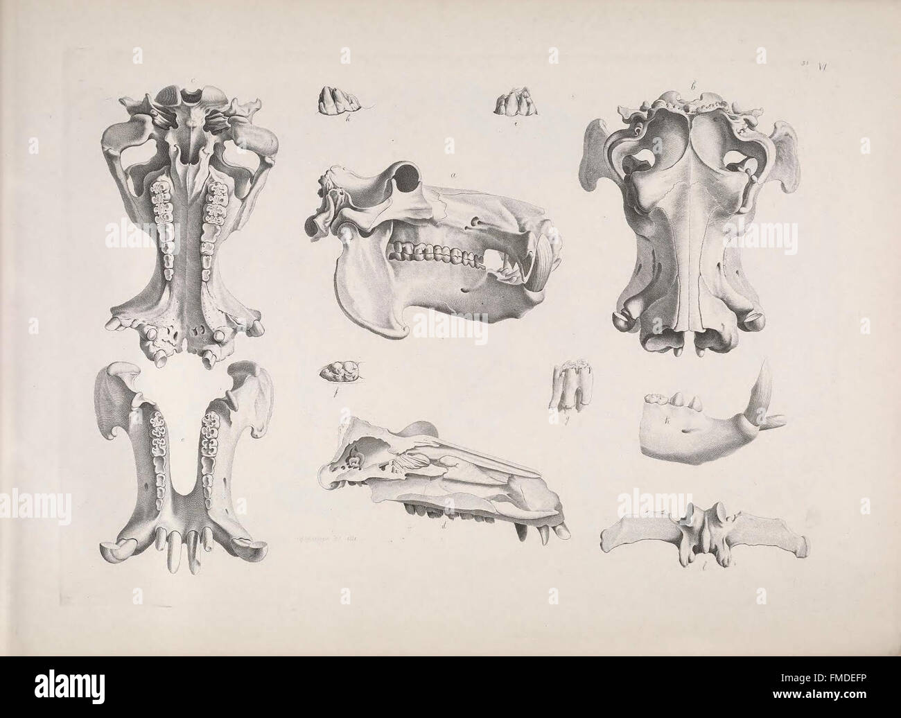 Plate VI from *Die Vergleichende Osteologie* illustrates the ...