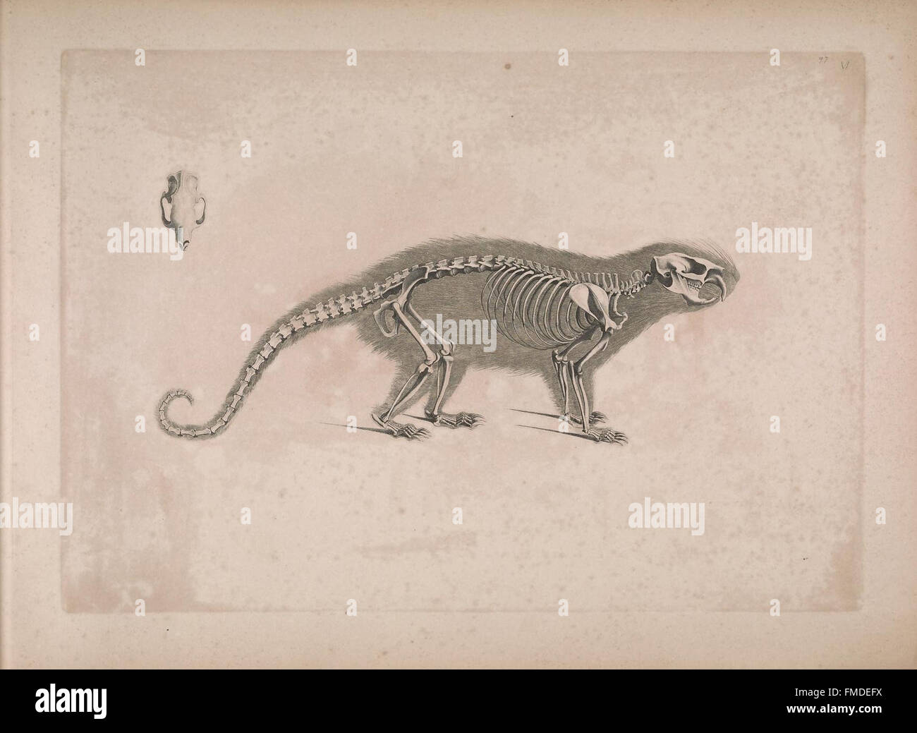 This plate illustrates the comparative osteology of various species ...