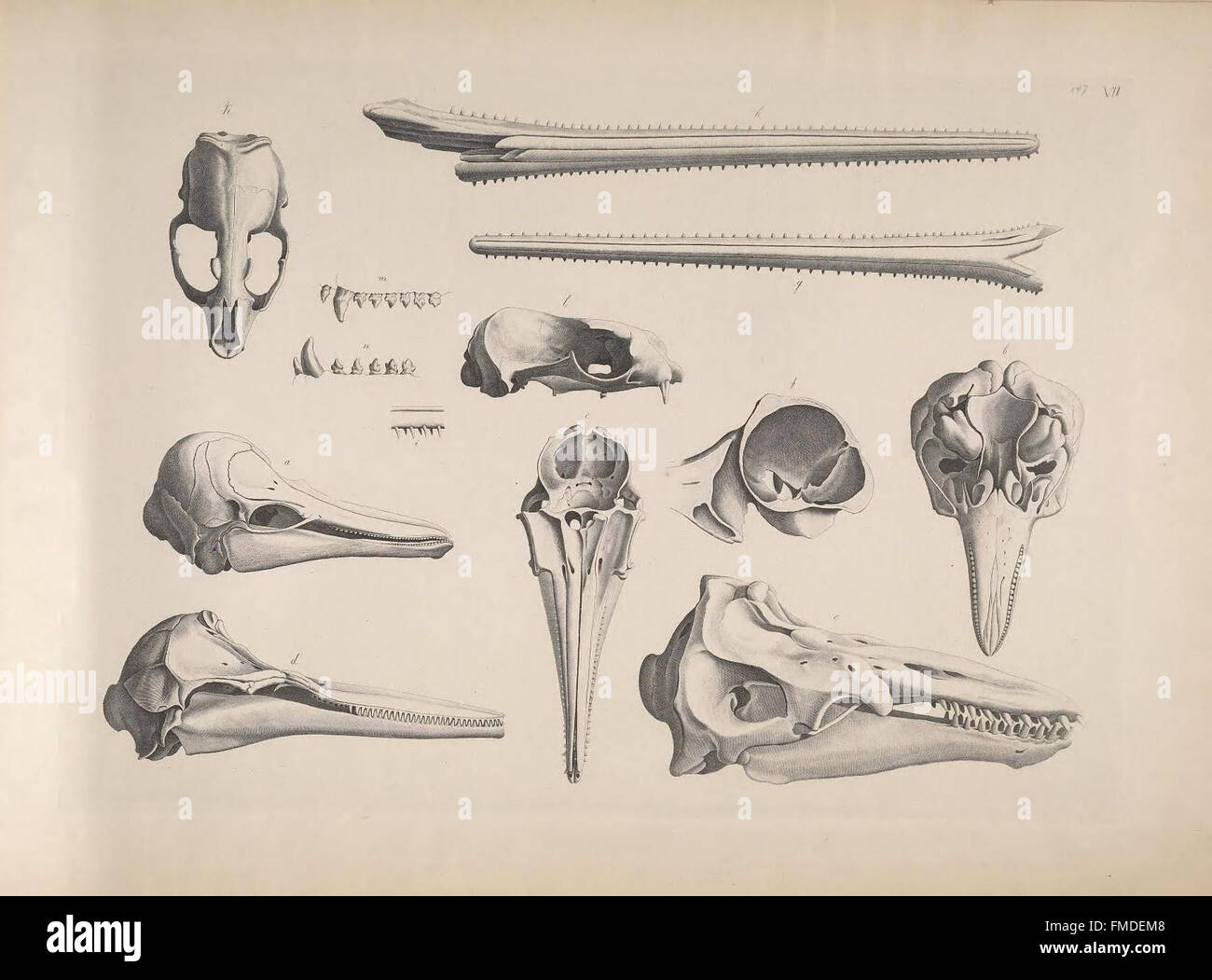 An illustration from 'Die vergleichende Osteologie', Plate VII ...