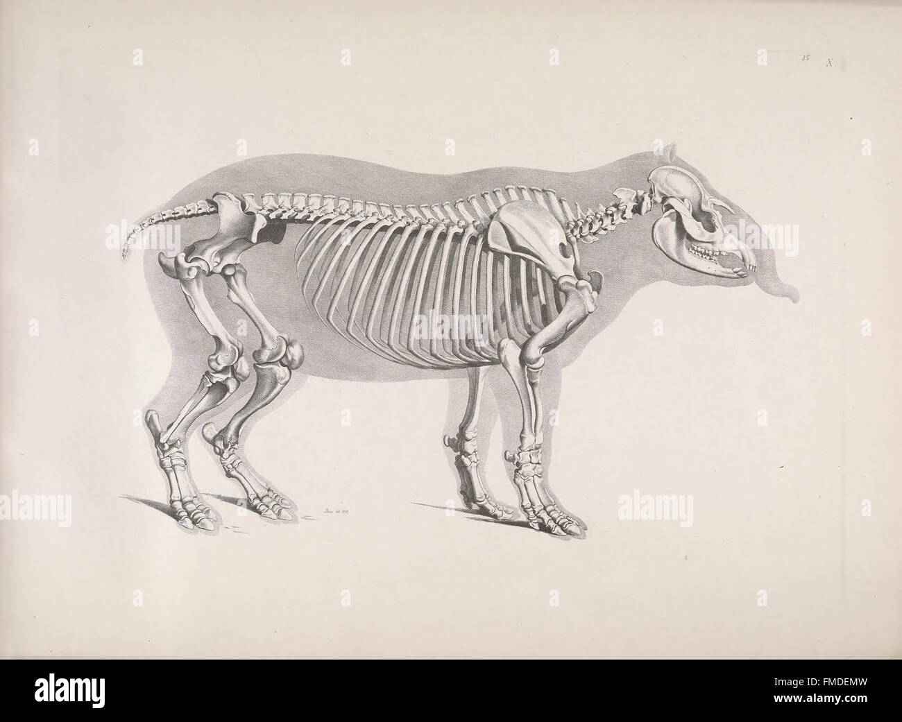 Skeletal structures of different species hi-res stock photography and ...