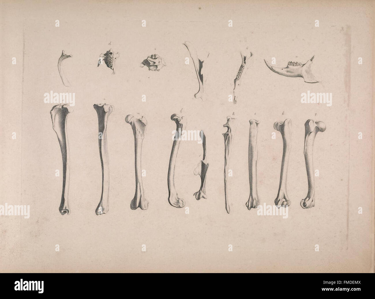 Plate X from 'Die vergleichende Osteologie' showcases comparative ...