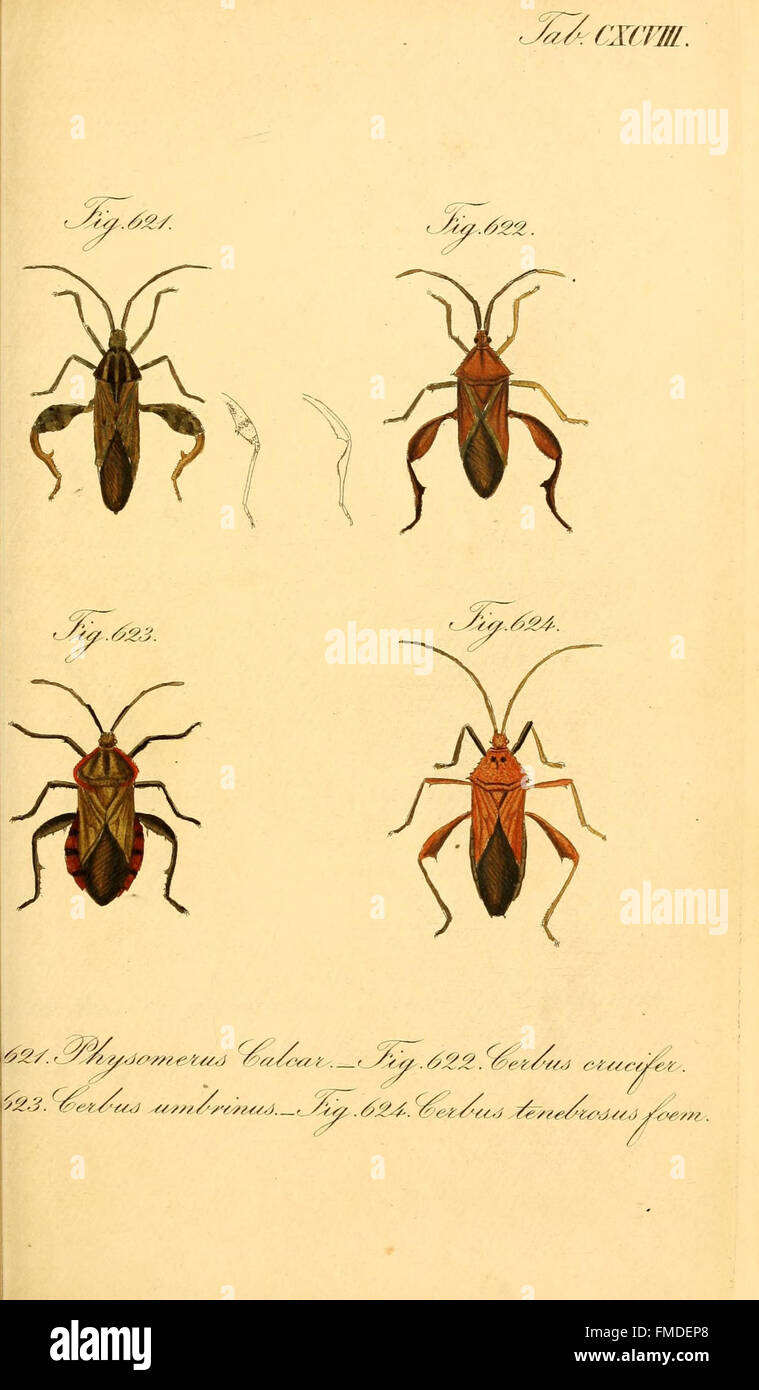 This plate illustrates various species of true bugs (Hemiptera ...