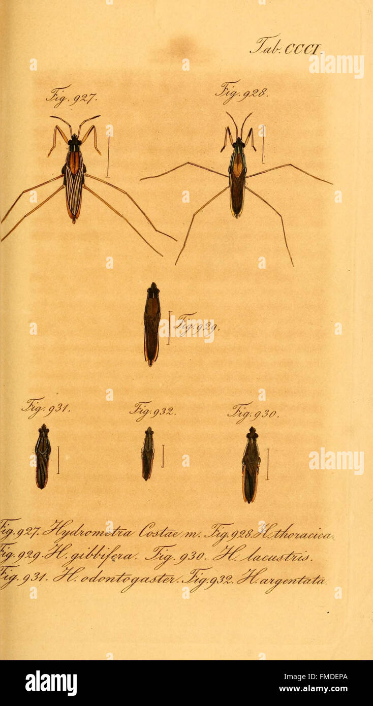 Tab. CCCI from 'Die wanzenartigen Insecten' presents detailed ...