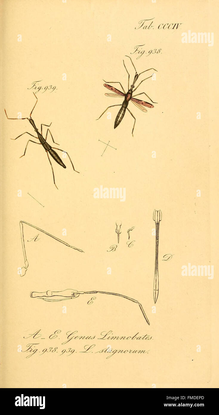Tab. CCCIV from 'Die Wanzenartigen Insecten' depicts various species of ...