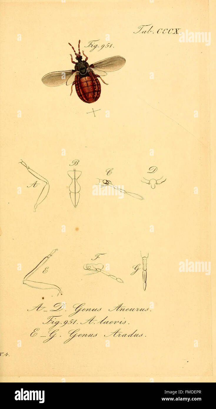 This plate from *Die wanzenartigen Insecten* illustrates a variety of ...