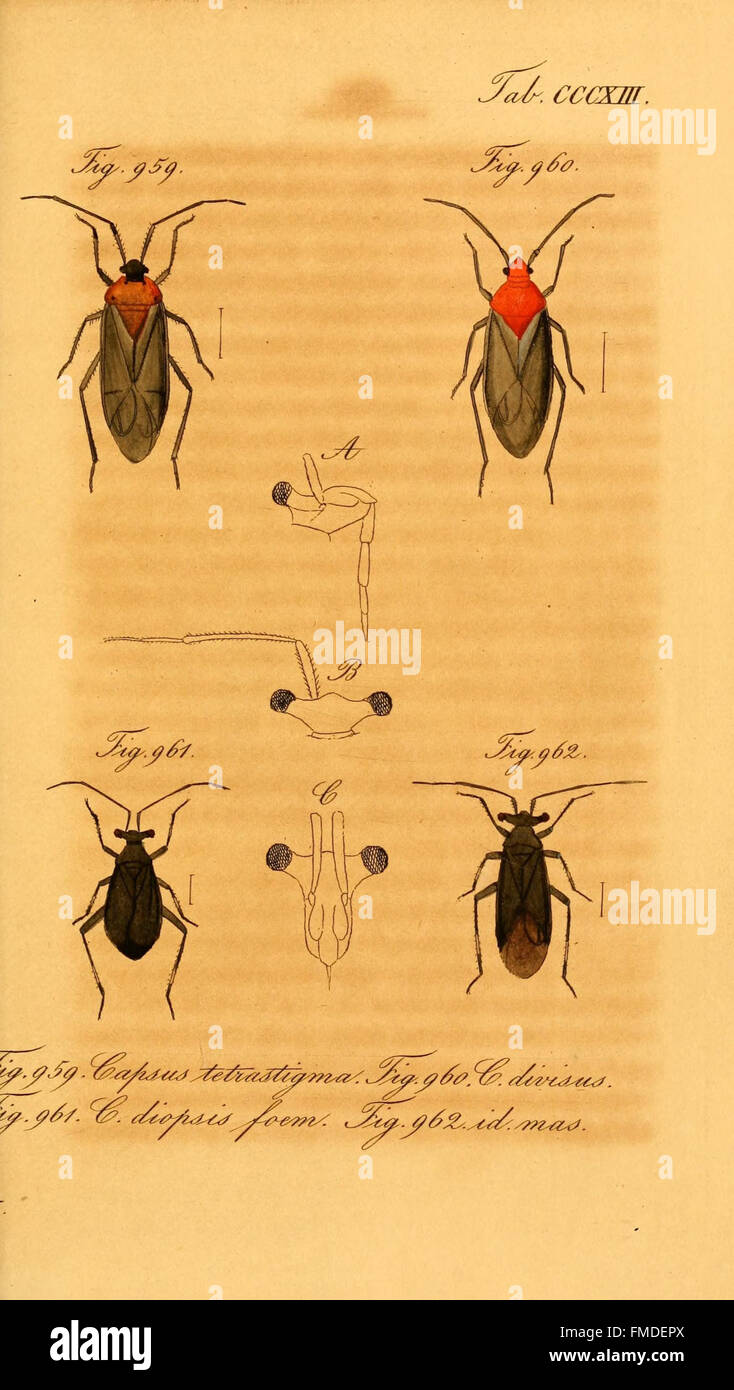 Tab. CCCXIII from 'Die wanzenartigen Insecten' illustrates various ...