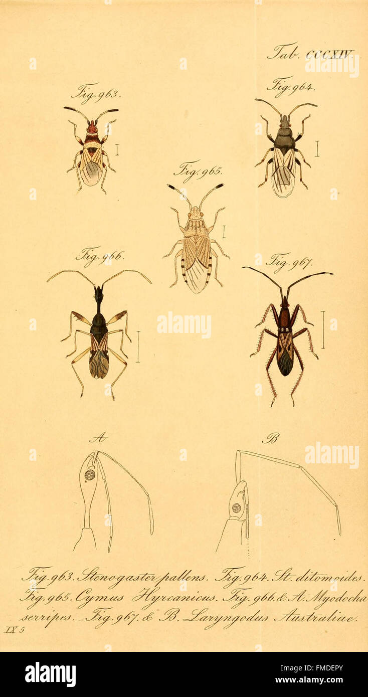 Tab. CCCXIV from 'Die Wanzenartigen Insecten' features detailed ...