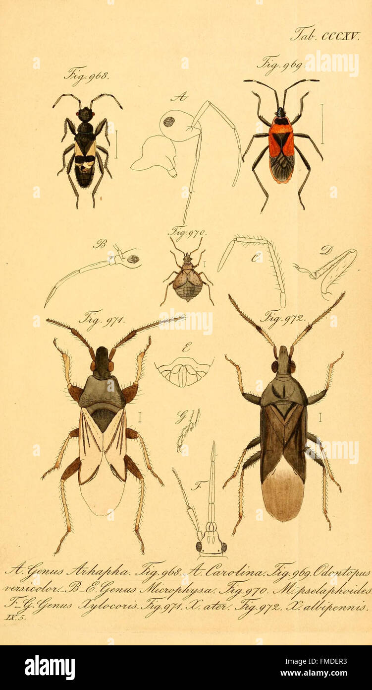 Tab. CCCXV from 'Die Wanzenartigen Insecten' presents a detailed ...