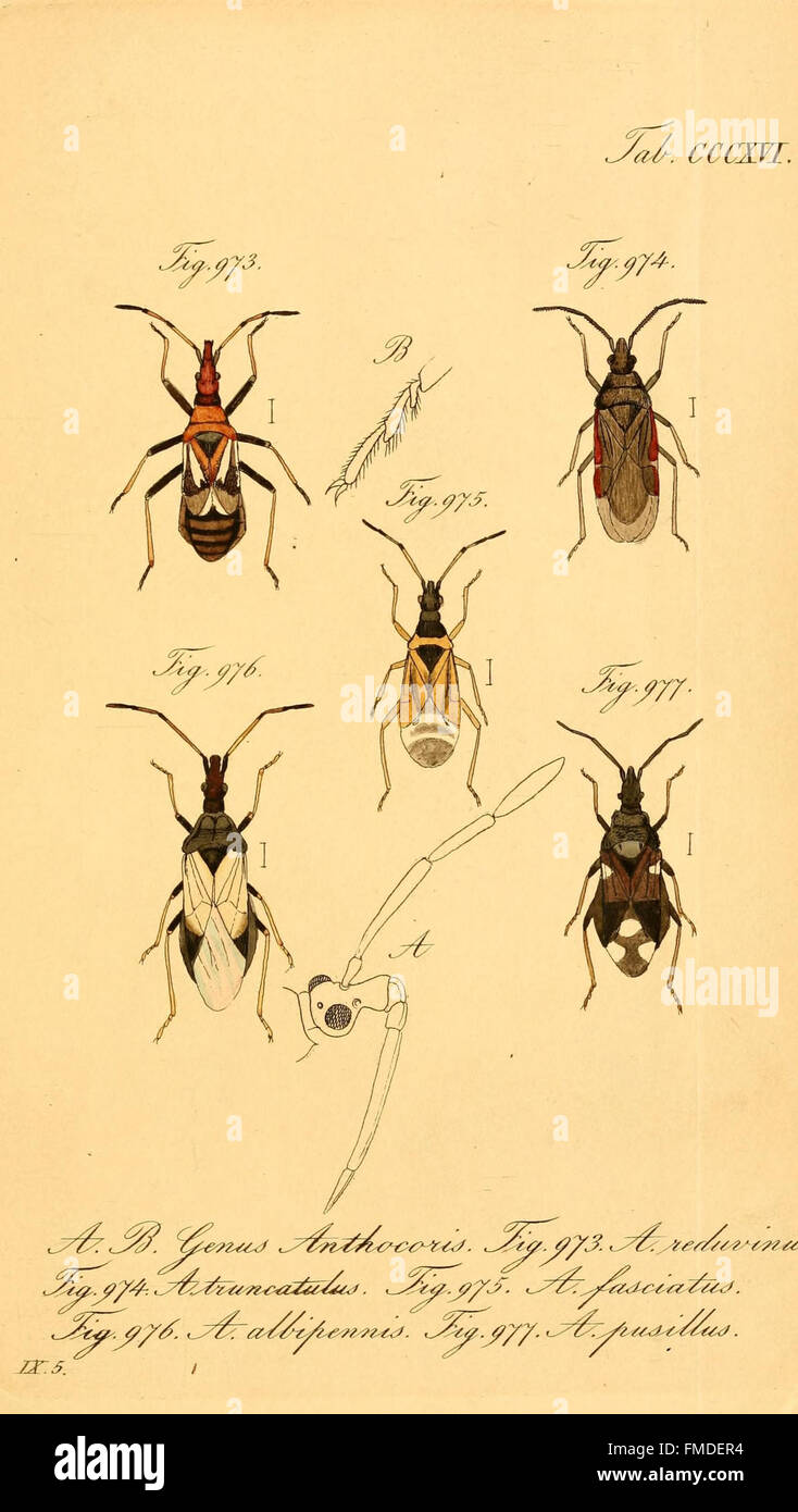 Tab. CCCXVI from 'Die wanzenartigen Insecten' illustrates the various ...