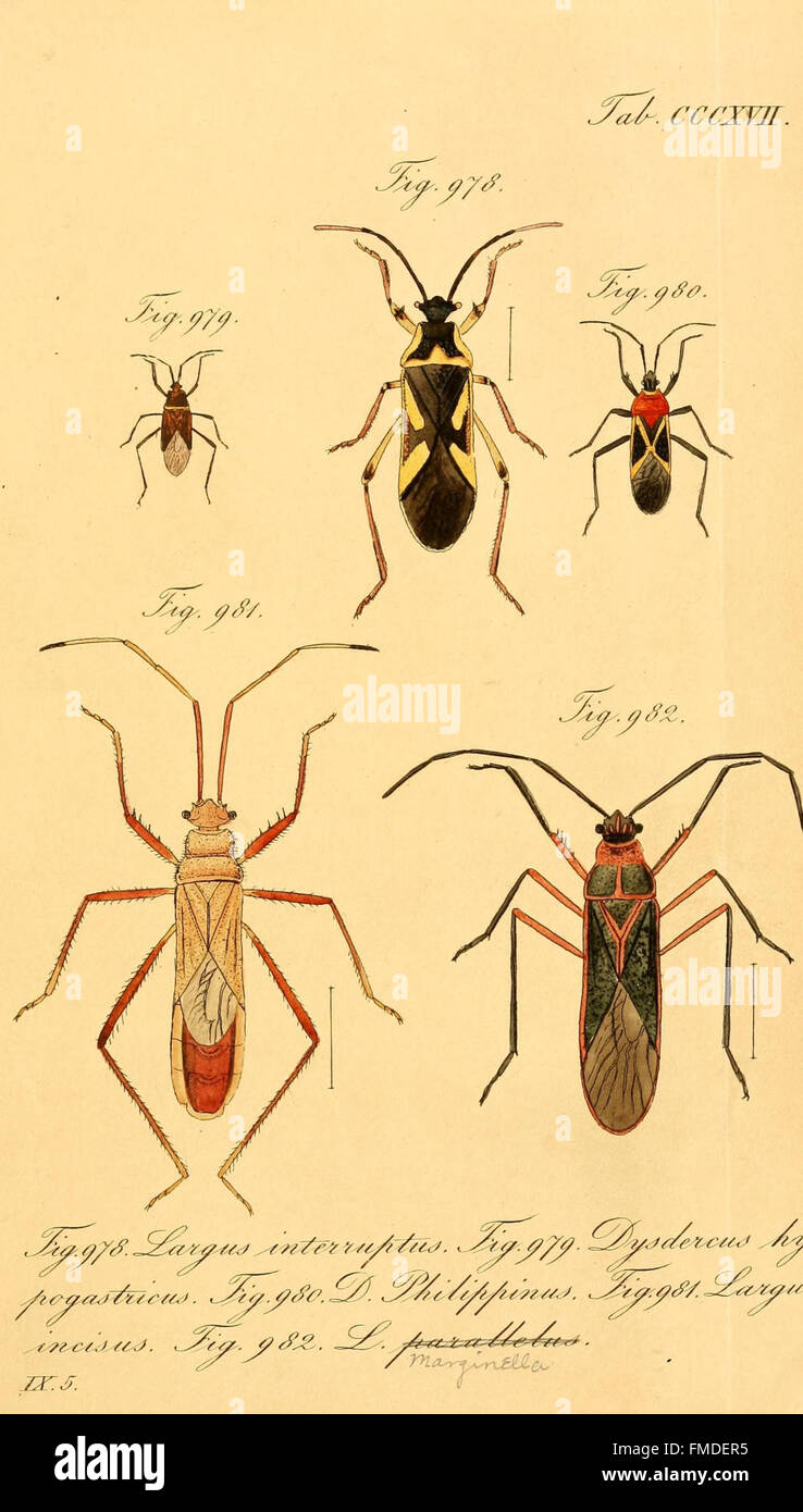 Tab. CCCXVII from 'Die wanzenartigen Insecten' presents detailed ...