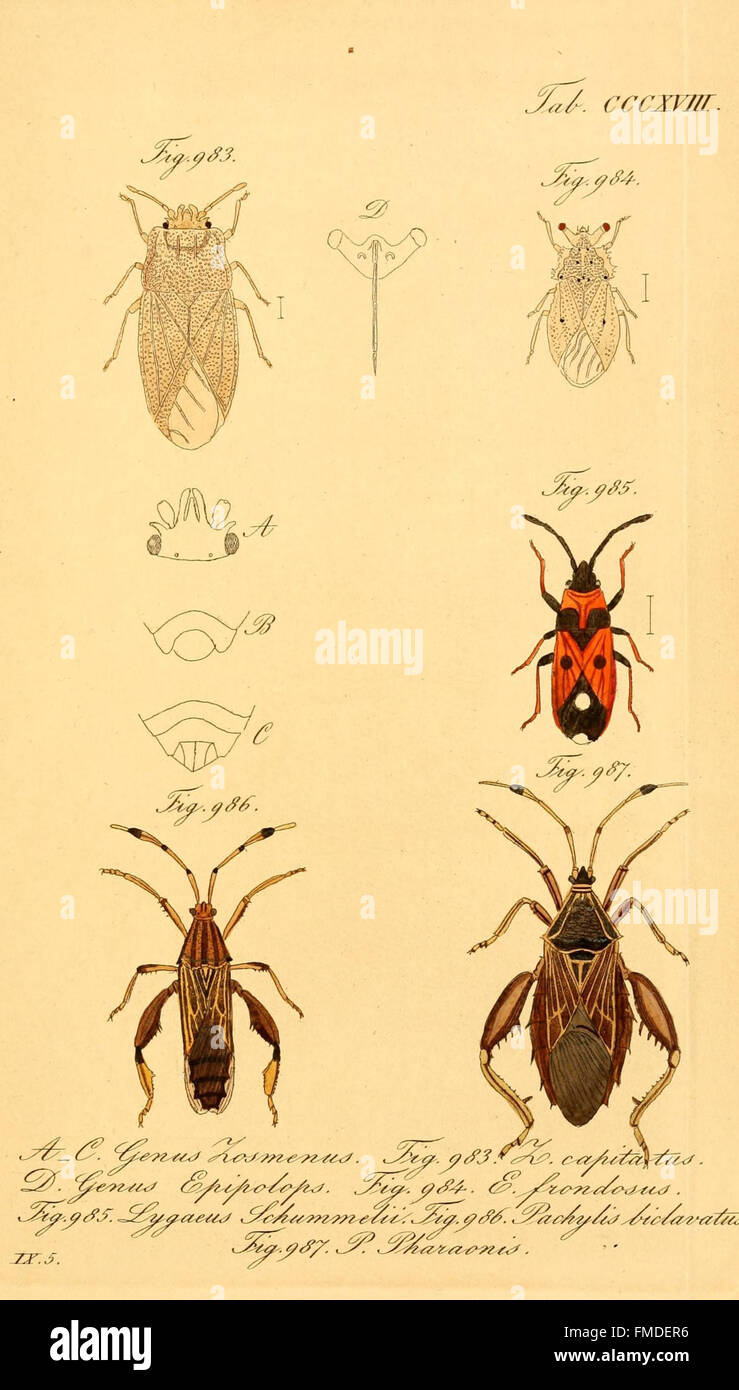An illustration from 'Die wanzenartigen Insecten,' depicting various ...