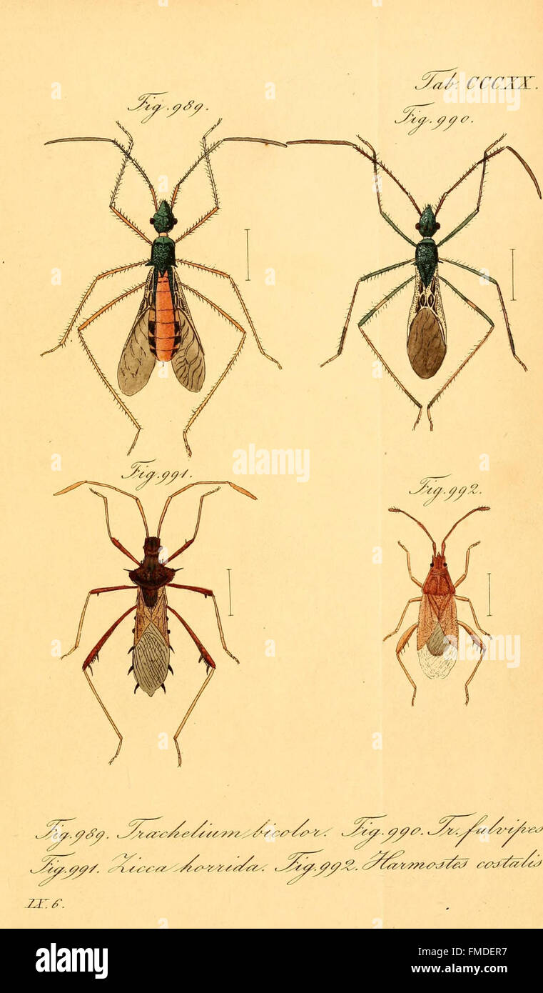 'Die Wanzenartigen Insecten' (Tab. CCCXX) provides illustrations and ...