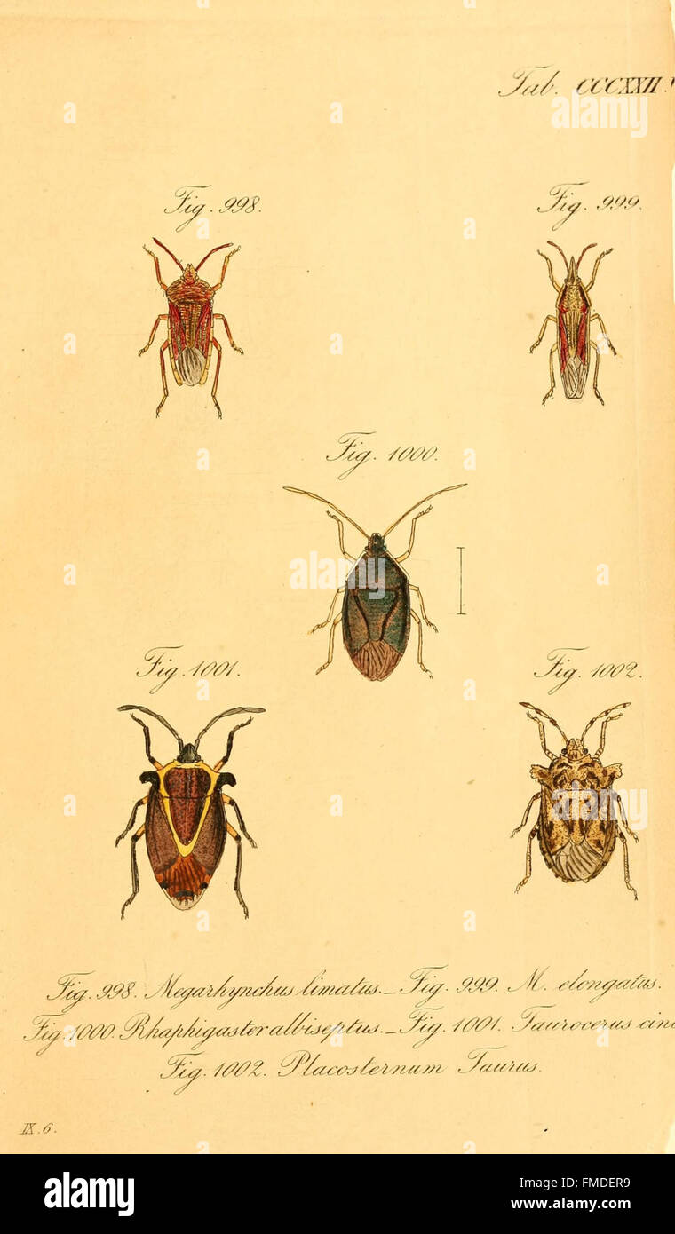 Tab. CCCXXII from 'Die Wanzenartigen Insecten' features detailed ...