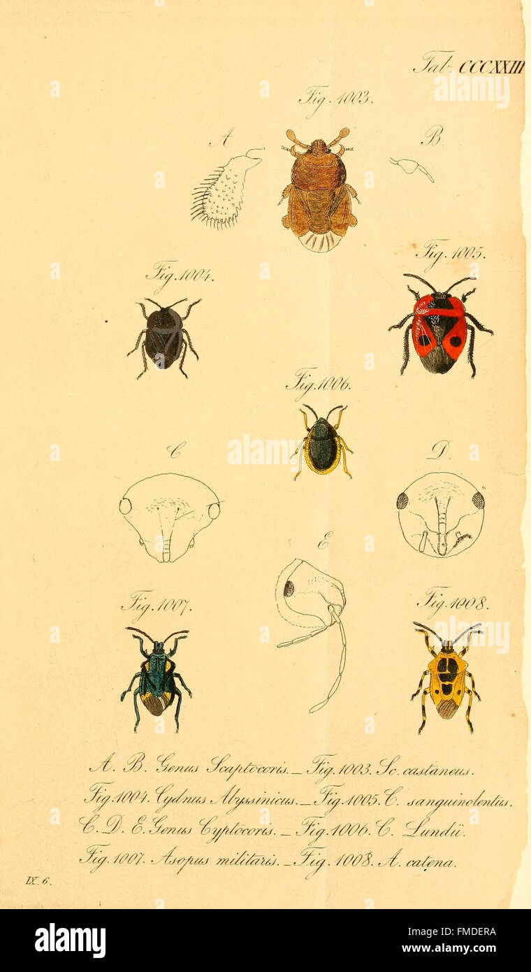 'Die wanzenartigen Insecten' (Tab. CCCXXIII) features detailed ...