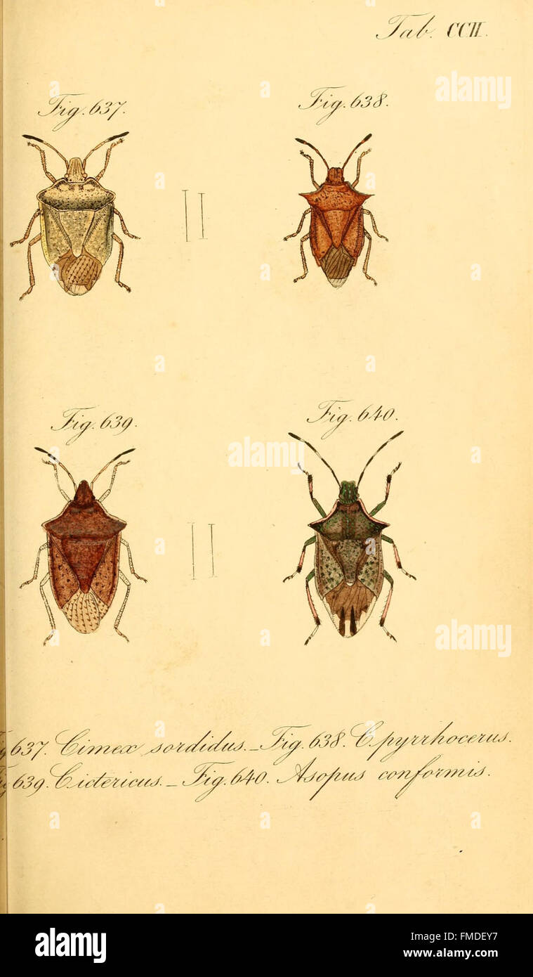 *Die Wanzenartigen Insecten* (Tab. CCIV) is a detailed illustration of ...
