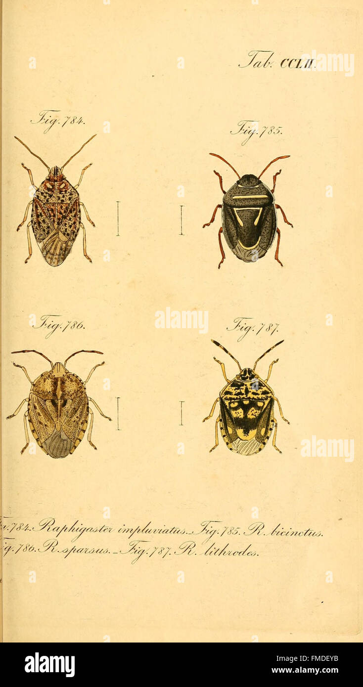 Tab. CCLII from 'Die Wanzenartigen Insecten' features various species ...