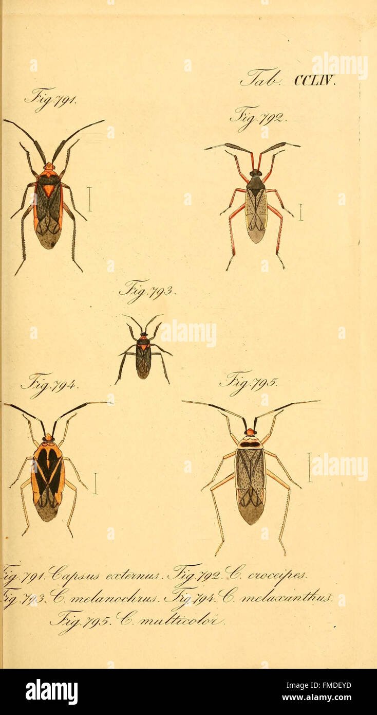 Tab. CCLIV from 'Die wanzenartigen Insecten' illustrates various ...