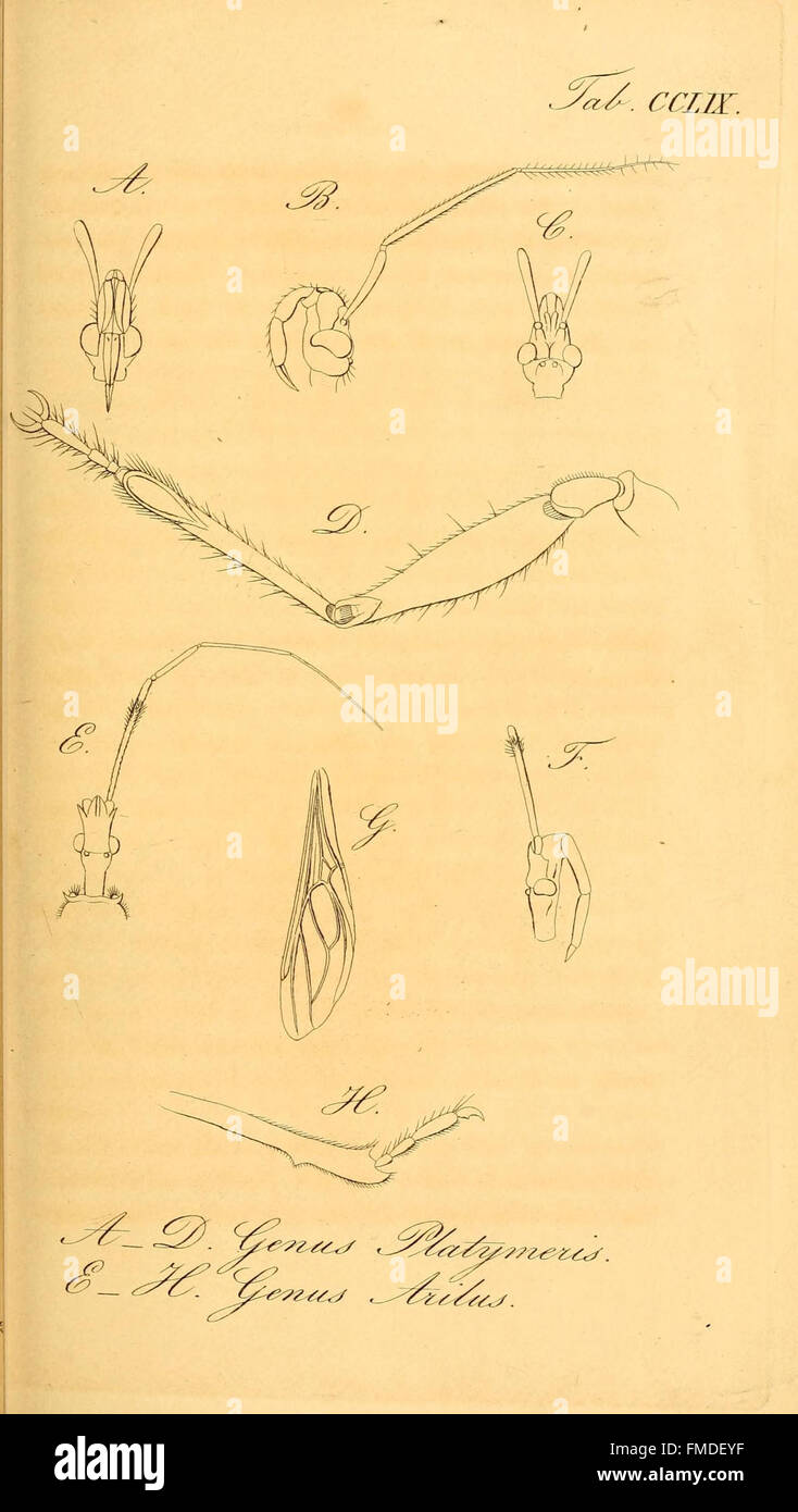 This plate features illustrations and descriptions of true bugs ...