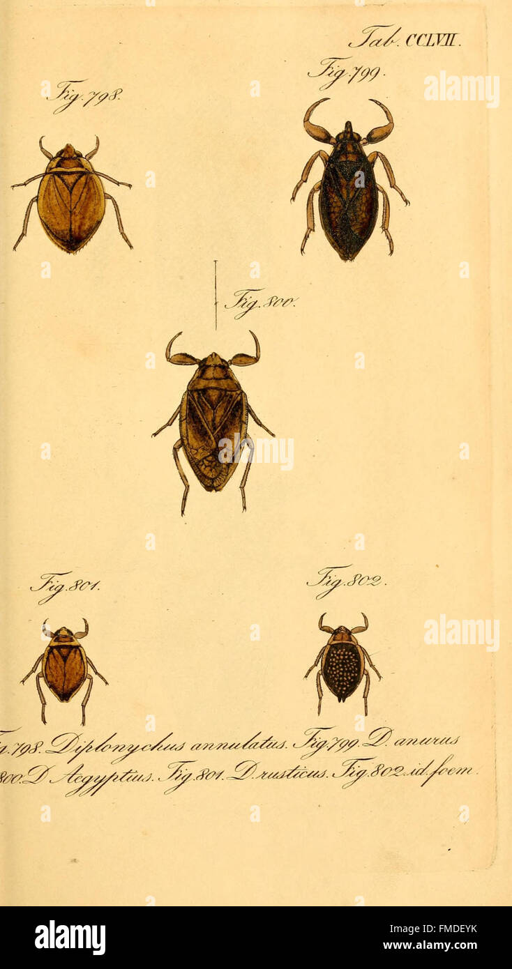 Plate CCLVII from *Die Wanzenartigen Insecten* depicts various species ...
