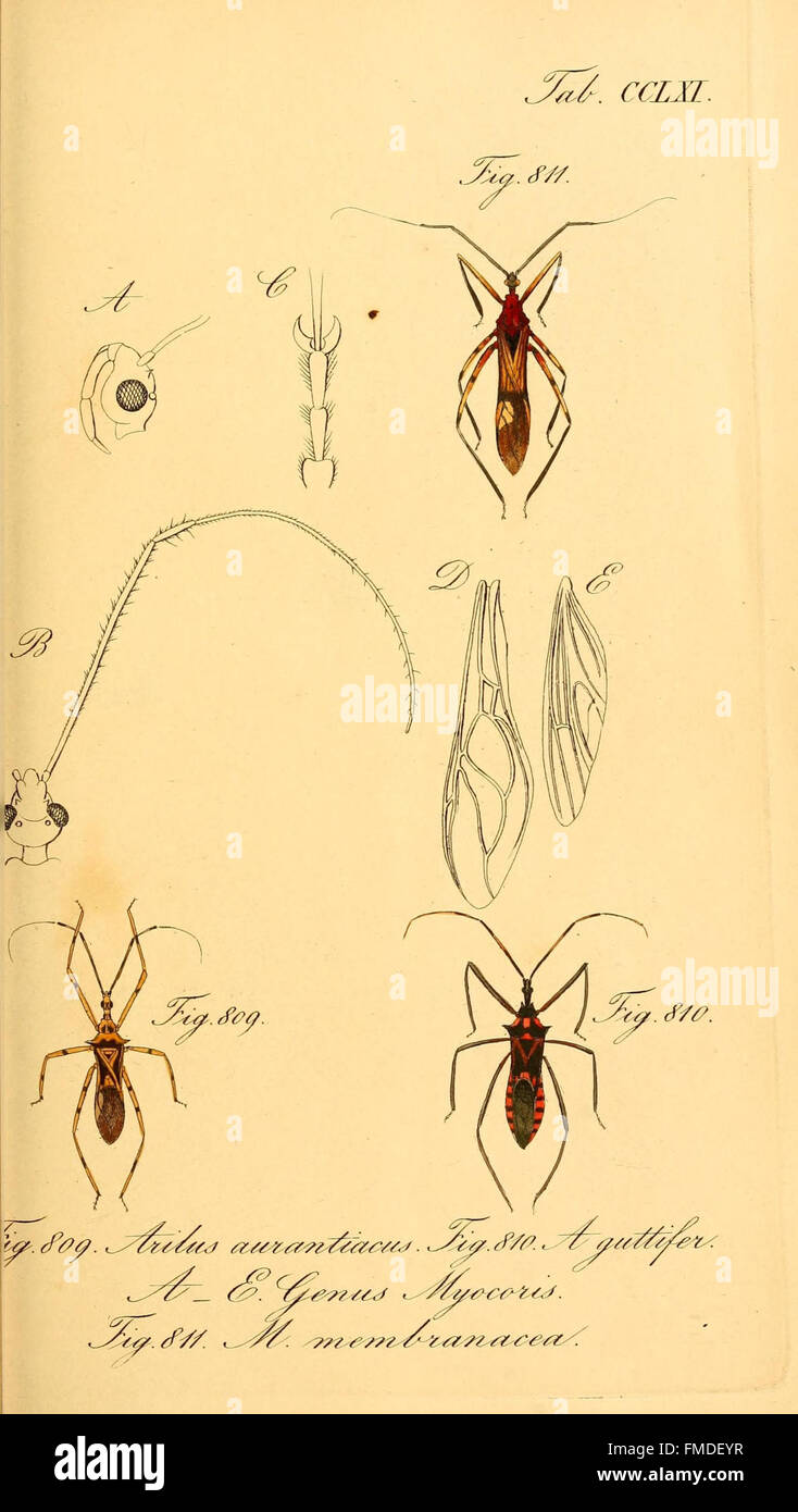 Tab. CCLXI from 'Die wanzenartigen Insecten' illustrates various ...
