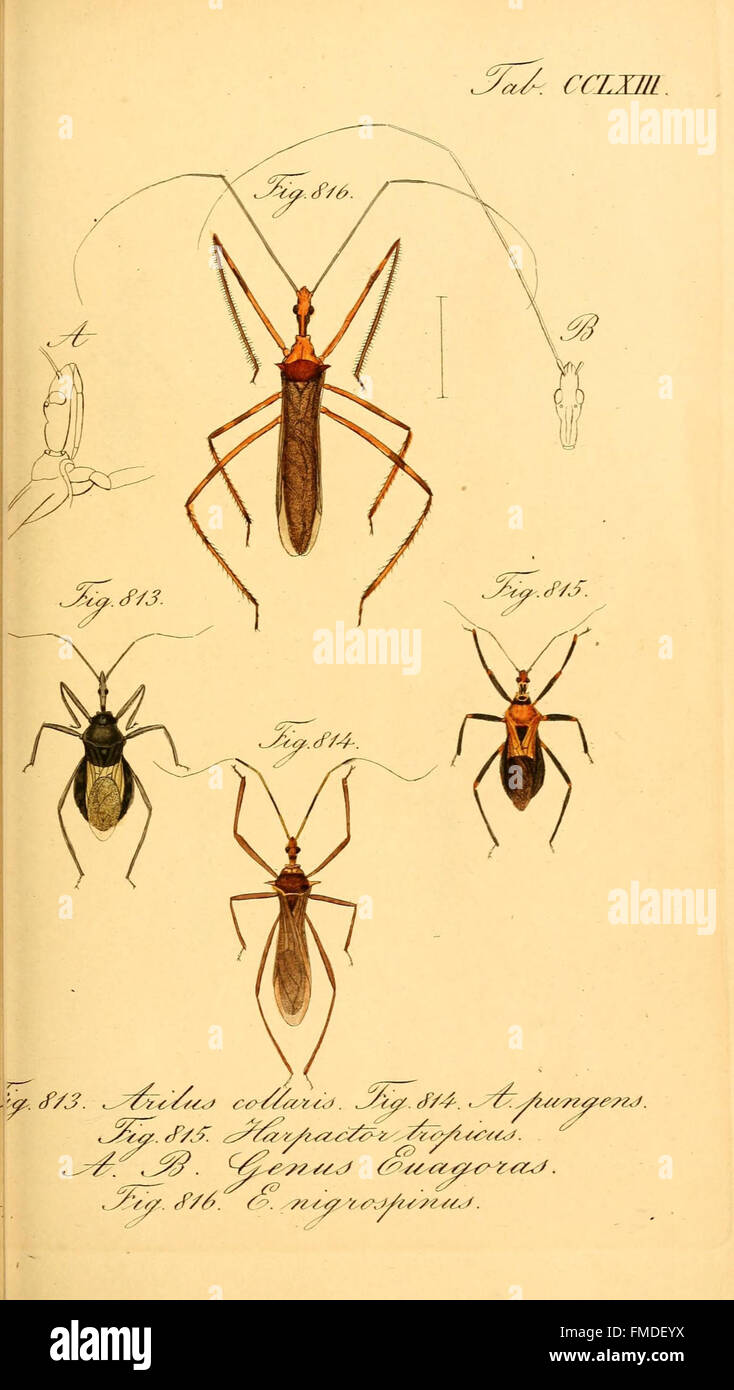 *Die wanzenartigen Insecten* (Tab. CCLXIII) provides detailed ...