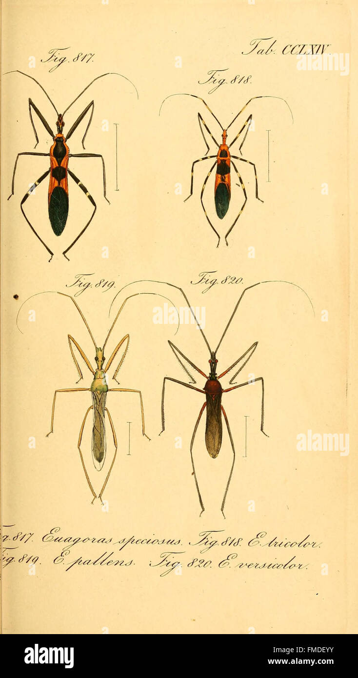 Tab. CCLXIV from 'Die wanzenartigen Insecten' illustrates various ...
