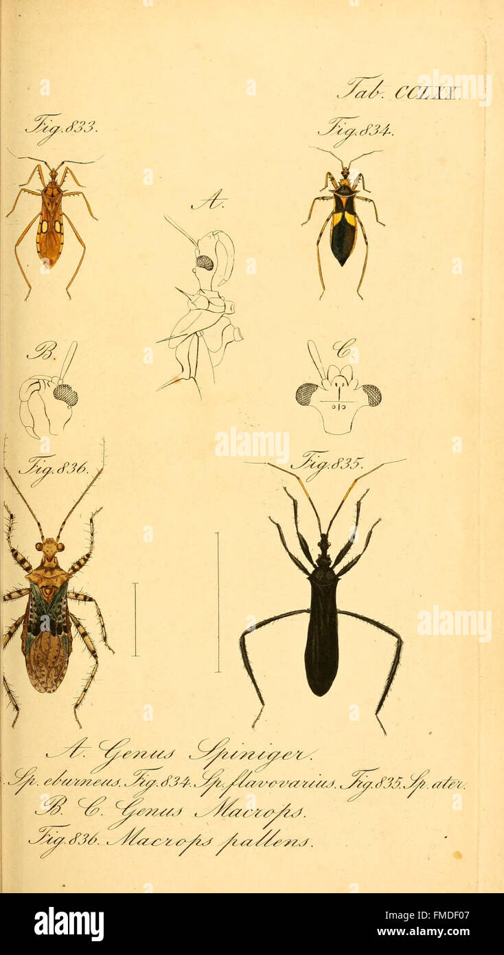 'Die wanzenartigen Insecten' (The Bedbug-like Insects) Plate CCLXX ...