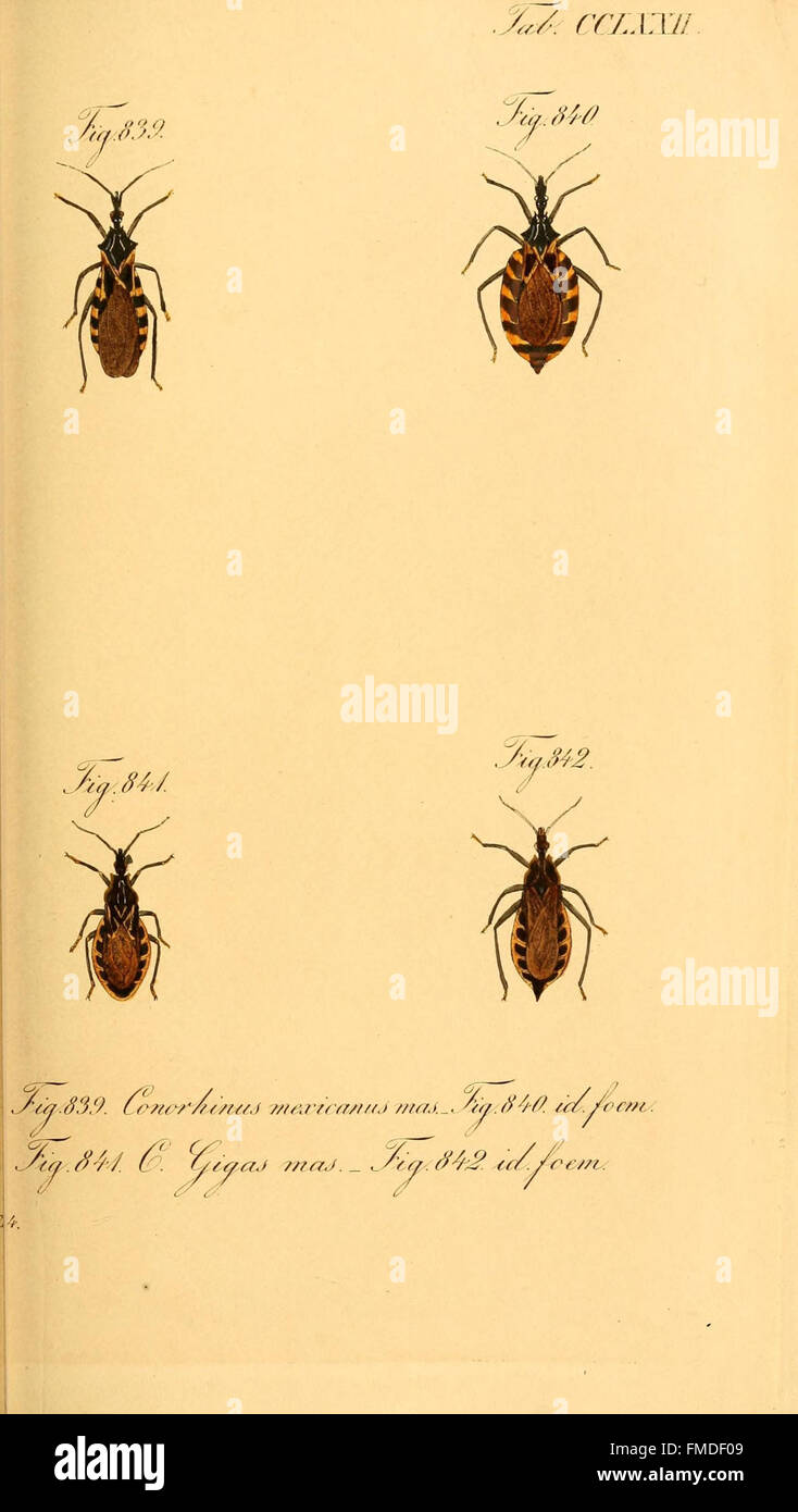 This plate from 'Die wanzenartigen Insecten' depicts various species of ...