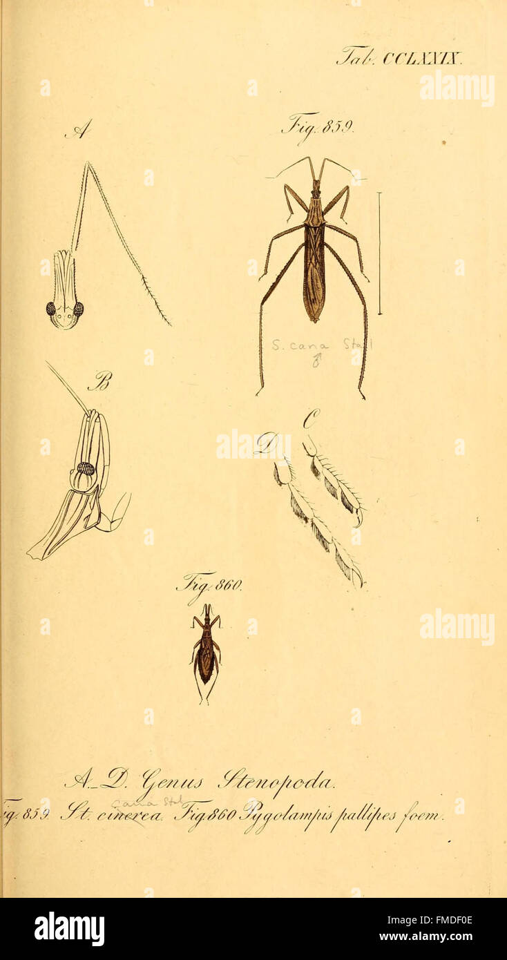 Tab. CCLXXIX from ‘Die wanzenartigen Insecten’ illustrates various ...