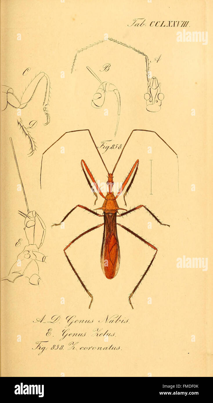 Plate CCLXXVIII from 'Die Wanzenartigen Insecten' depicts various ...