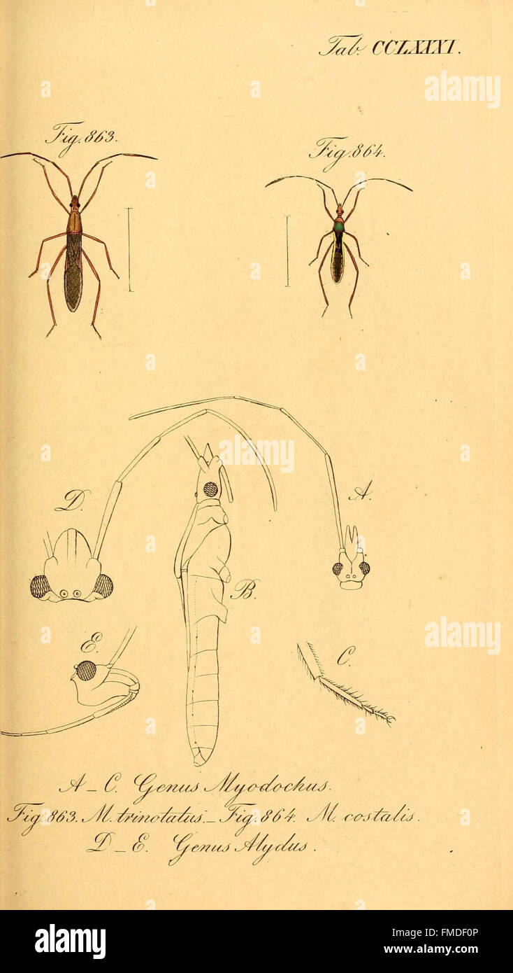 ‘Die Wanzenartigen Insecten’ (Tab. CCLXXXI) illustrates various species ...