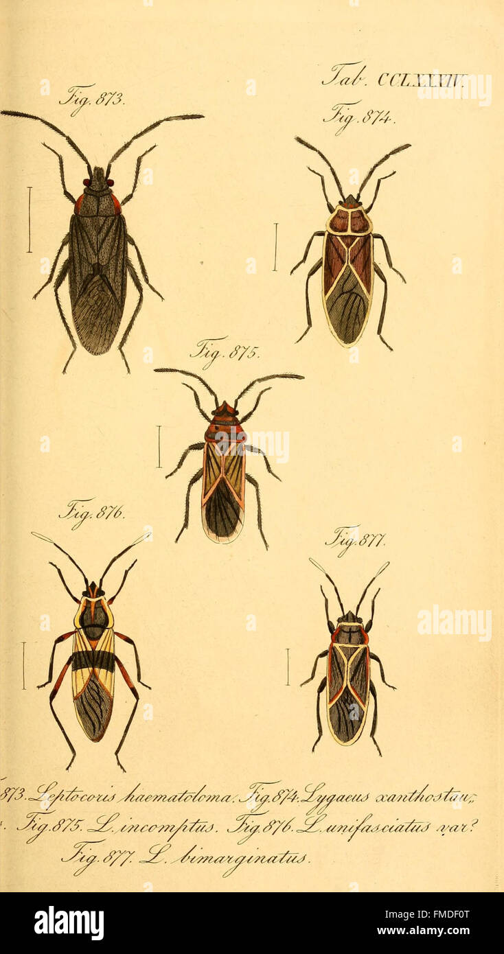 Tab. CCLXXXIV from 'Die Wanzenartigen Insecten' presents detailed ...